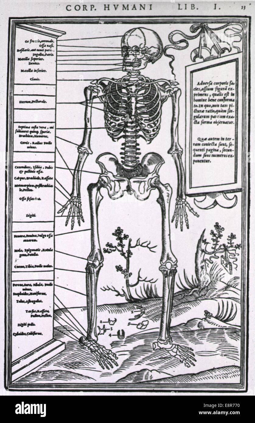 A detailed photograph of the anatomy of a human skeleton, likely used ...