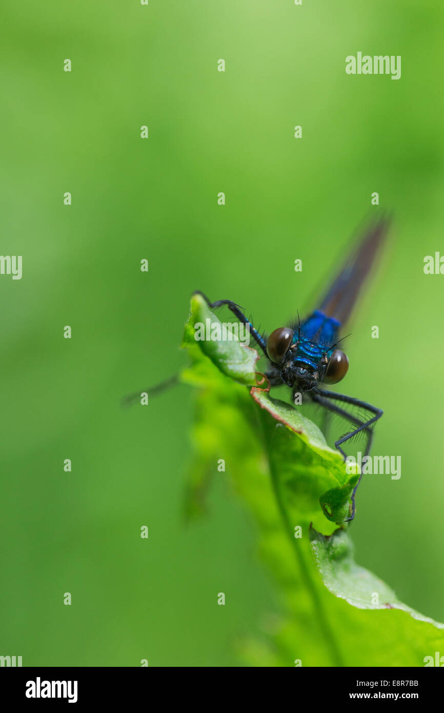 Banded Demoiselle; Calopteryx splendens; Male; Spring; May; Breney ...