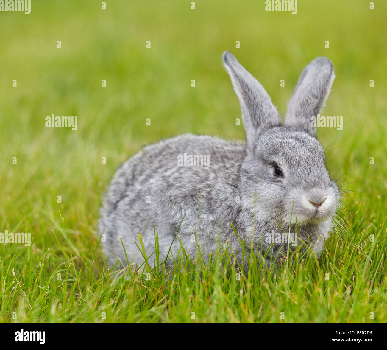 Cute little grey rabbit on green grass. Easter background with ...