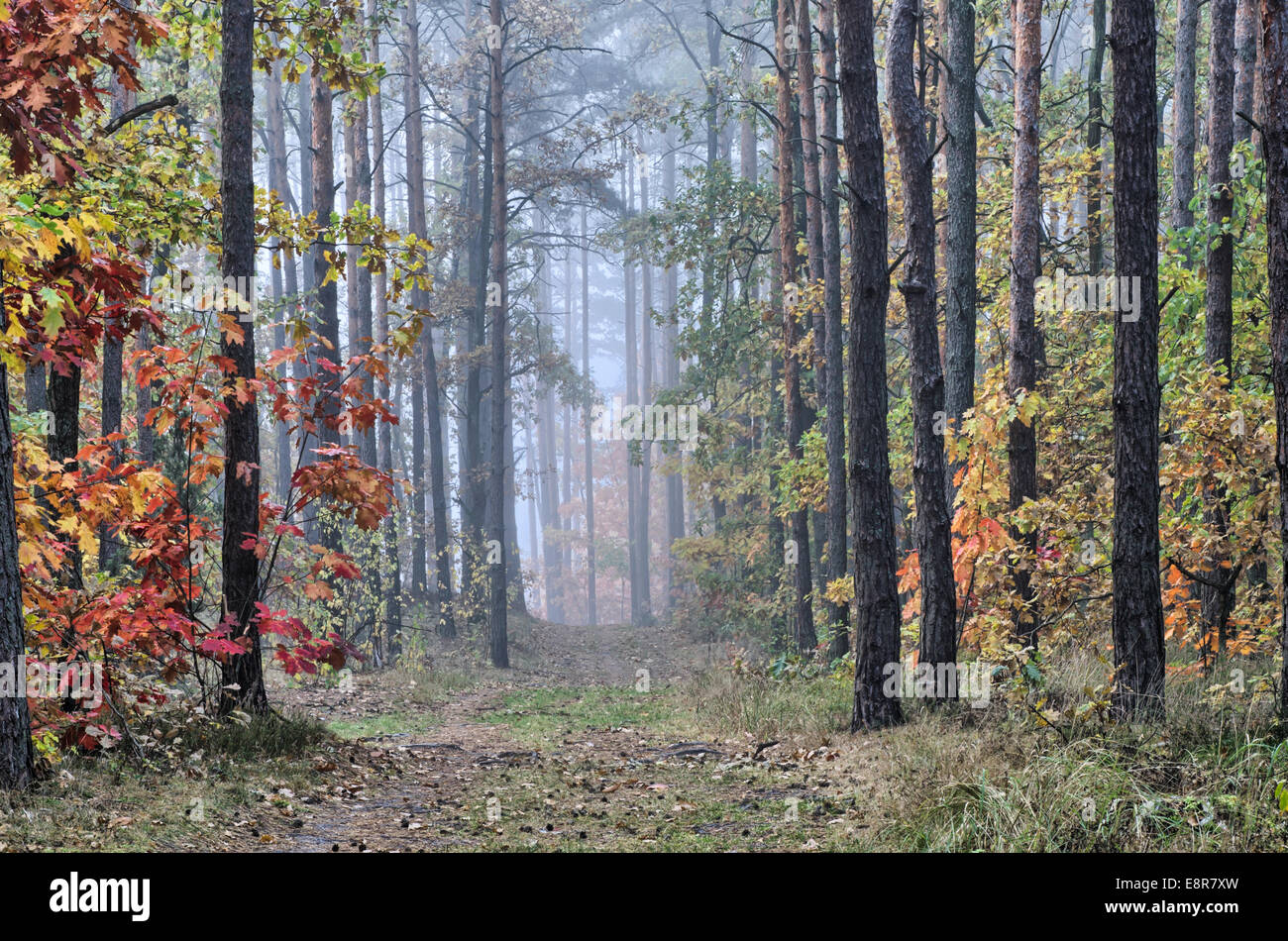 Mist forest autumn colors hi-res stock photography and images - Alamy