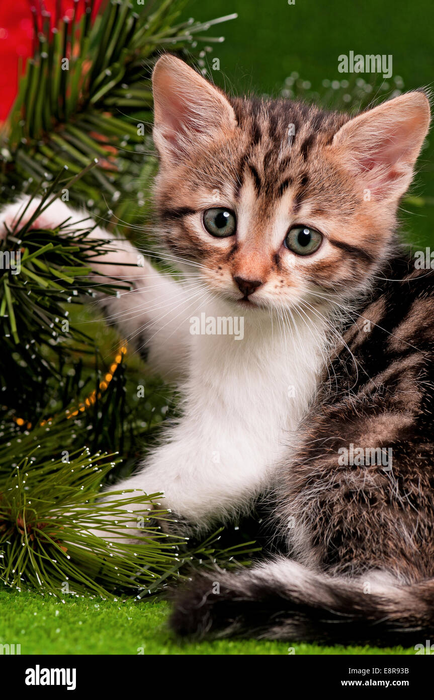 Christmas kitten hi-res stock photography and images - Alamy