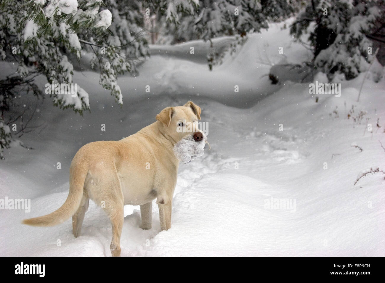 Labrador snow woods hi-res stock photography and images - Alamy