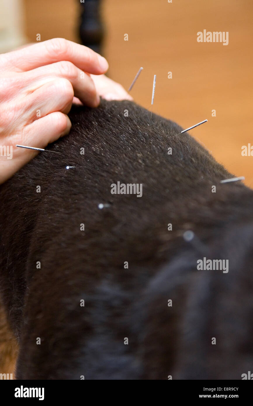 Elderly dog receives acupuncture treatment from a non-traditional ...