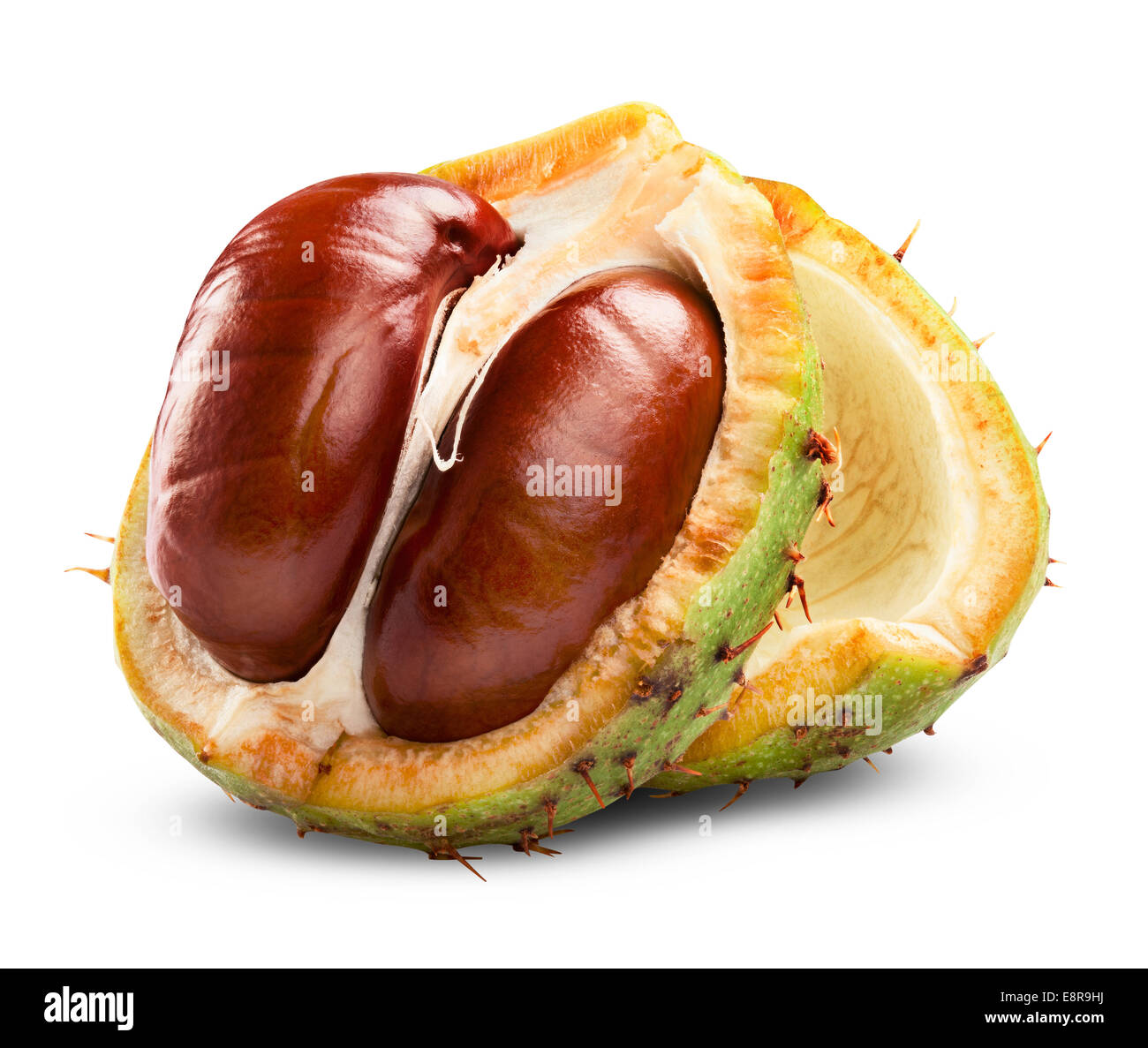 chestnut with crust on a white background. Clipping Path Stock Photo ...