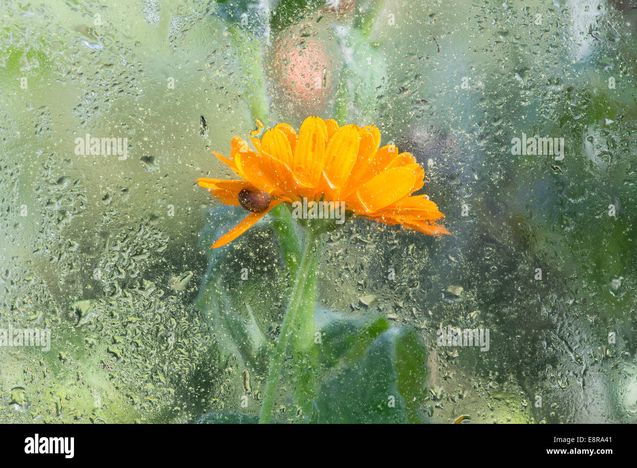 Calendula officinalis. Marigold flower inside a greenhouse with ...