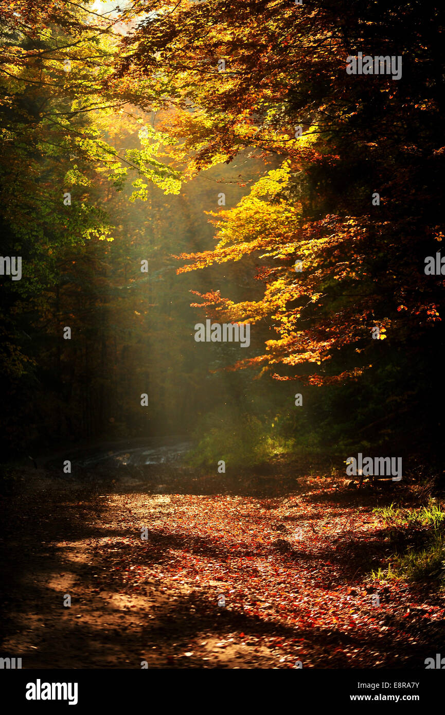 Sunlight falling through trees hi-res stock photography and images - Alamy