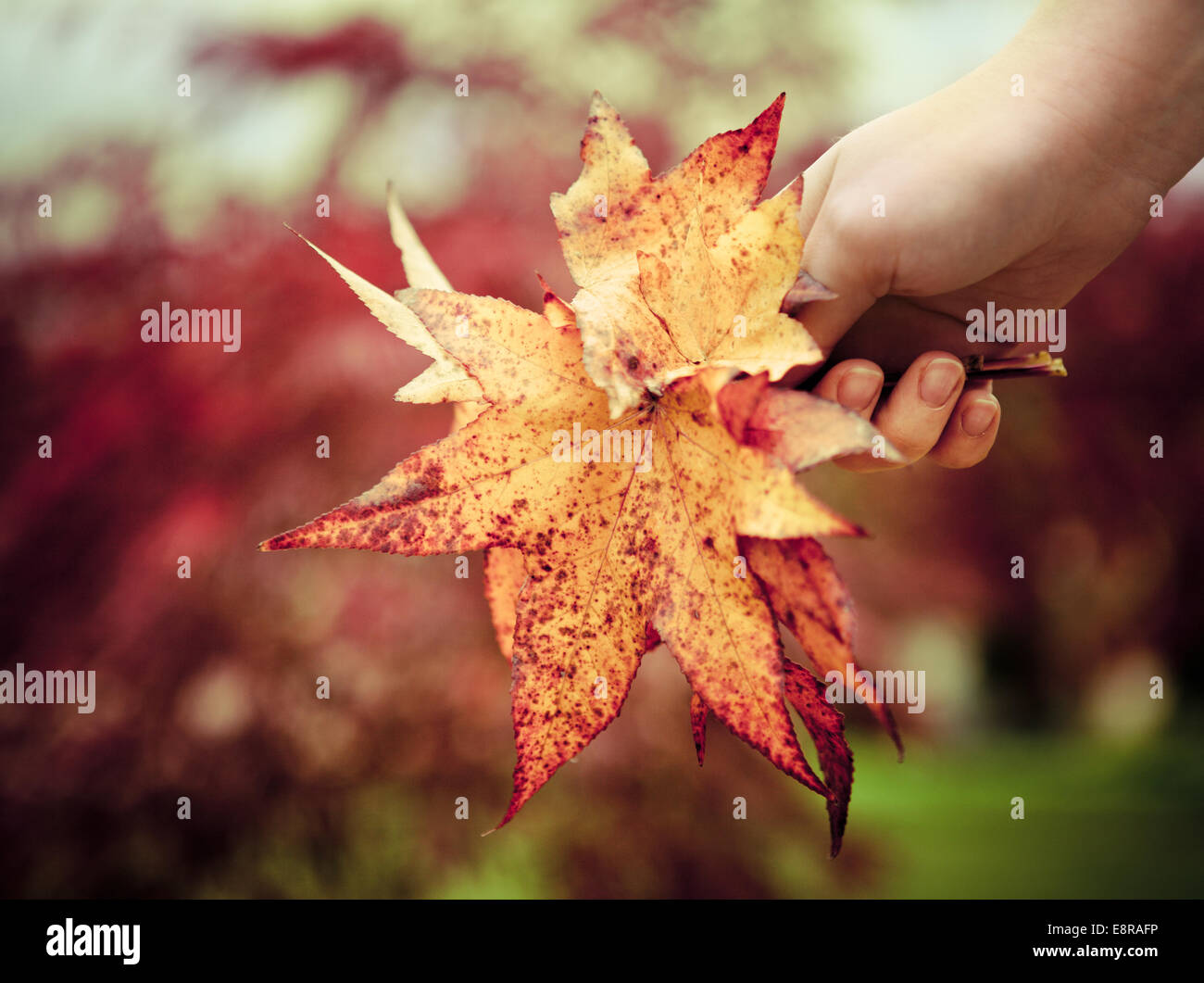Hand of a woman holding maple leaves over autumn background Stock Photo ...