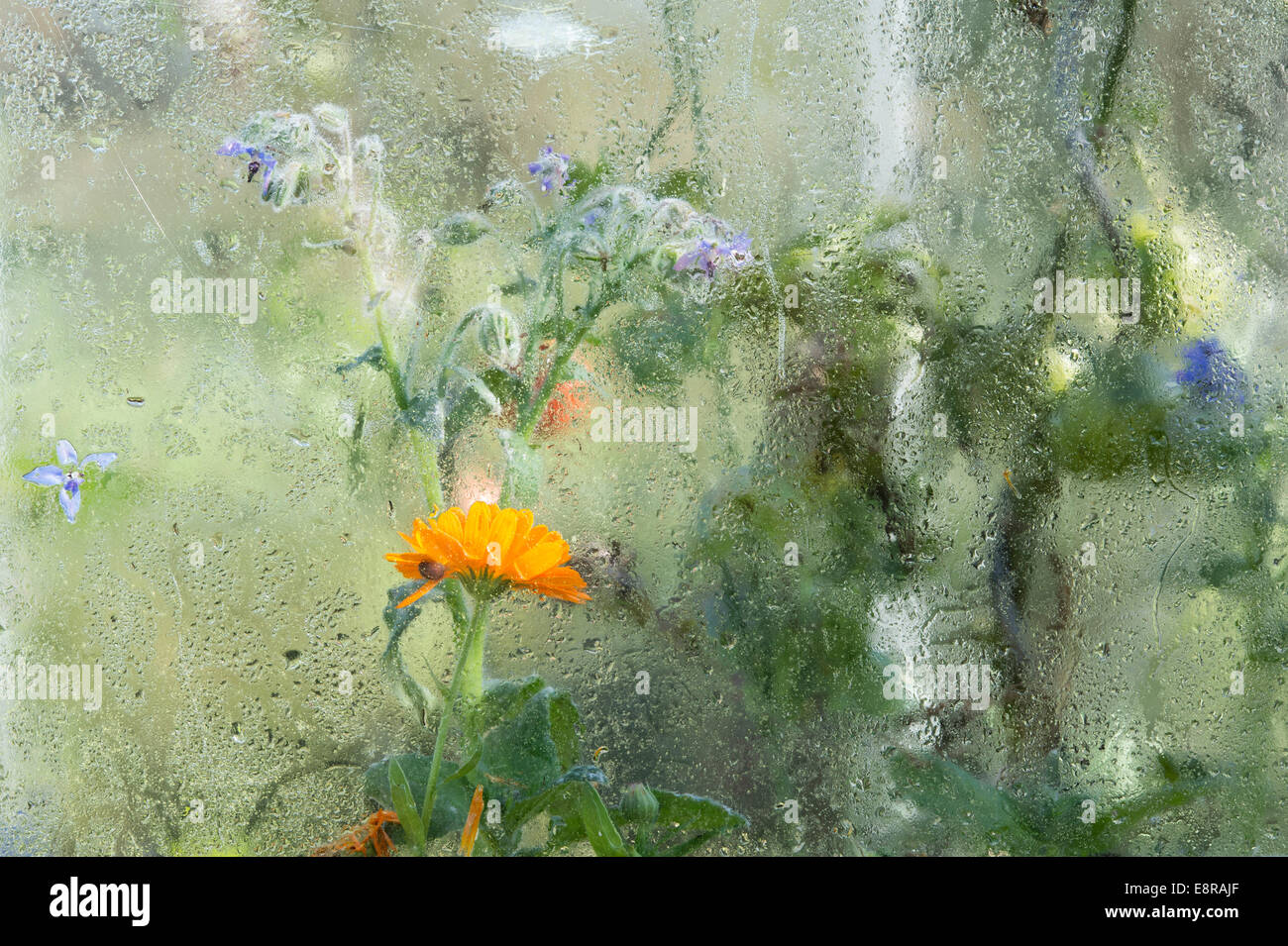 Calendula officinalis. Marigold flower inside a greenhouse with ...
