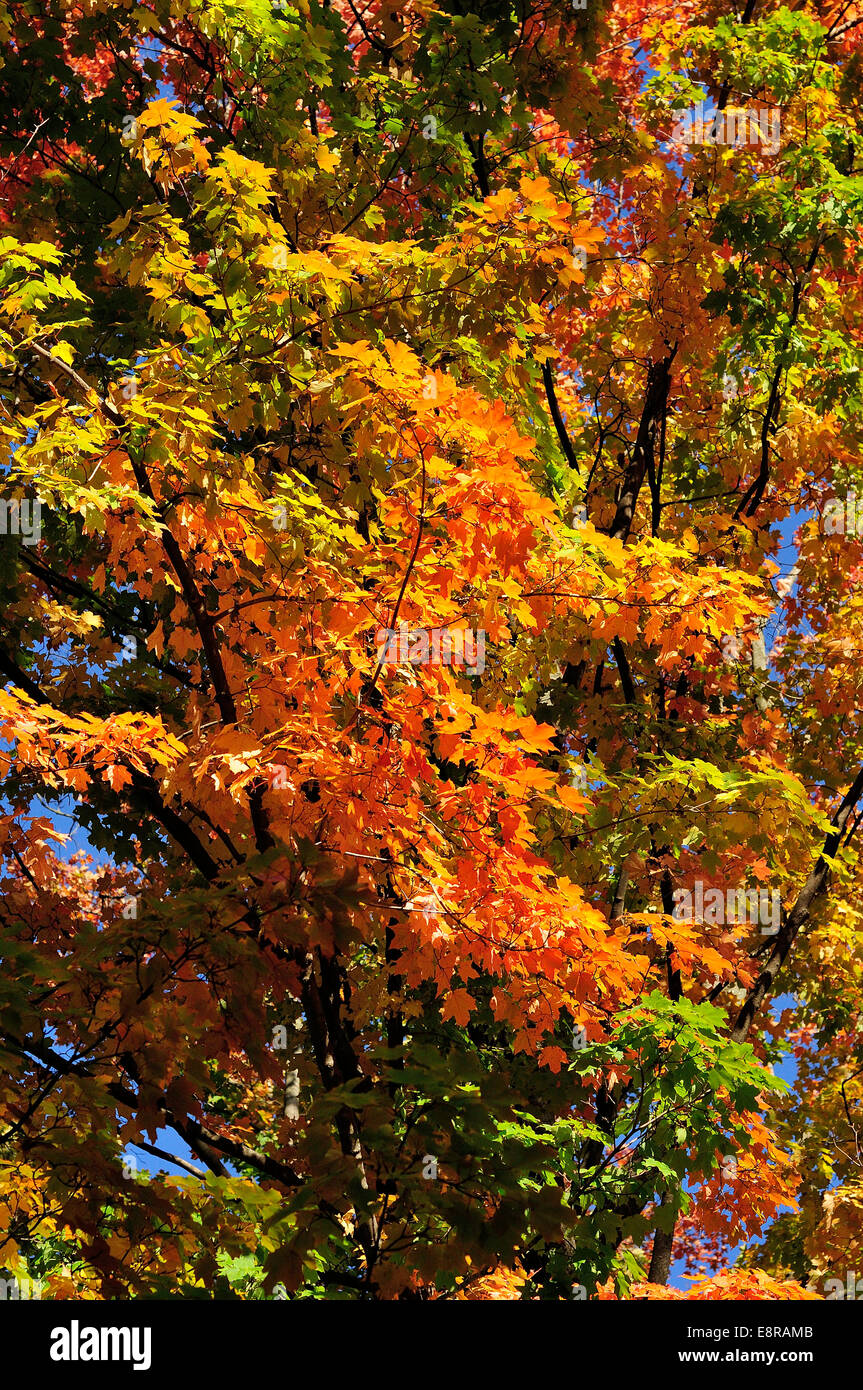 Norway Maple tree in full autumn colors.(Acer platanoides Stock Photo ...
