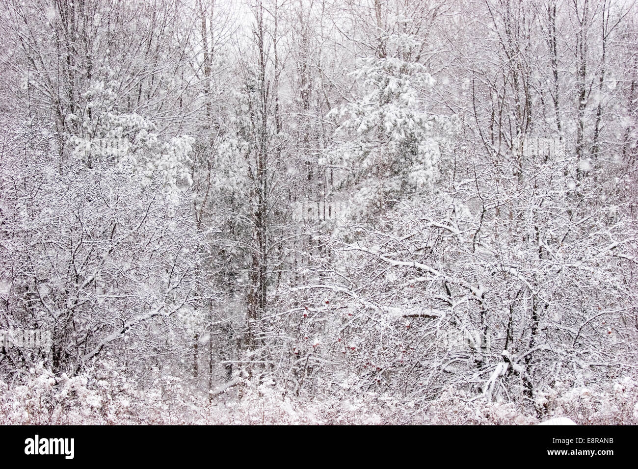 Englandnature hi-res stock photography and images - Alamy