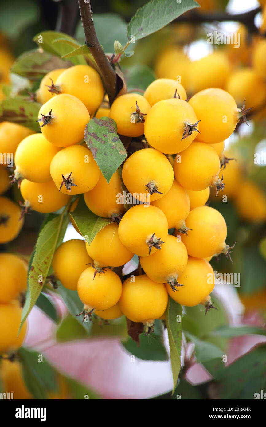 Small apple on the tree hi-res stock photography and images - Alamy