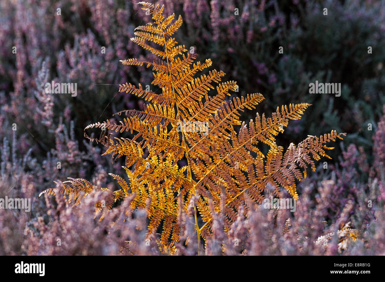 Bracken changing colour hi-res stock photography and images - Alamy