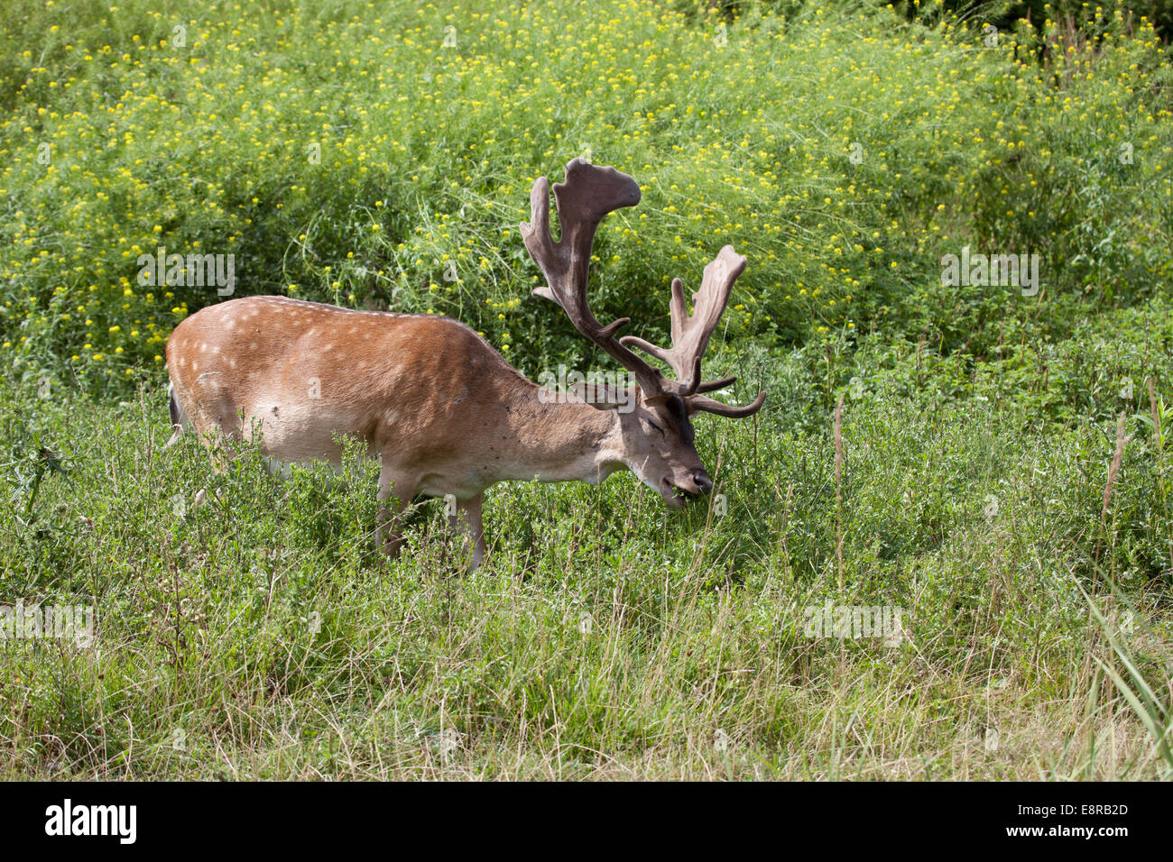 Damhirsch / Fallow deer dam dama Stock Photo - Alamy