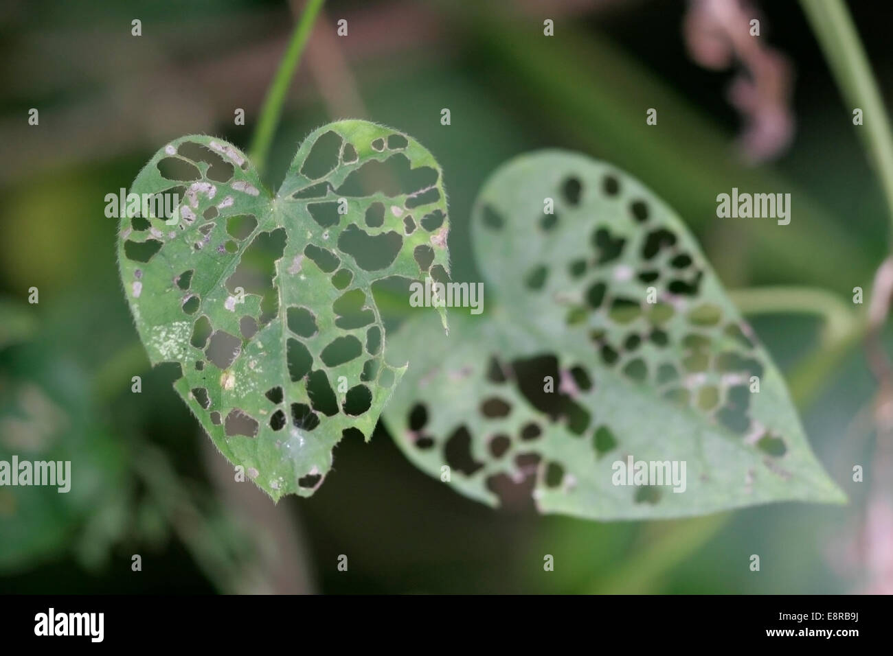 Two green heart shaped leaves Stock Photo - Alamy