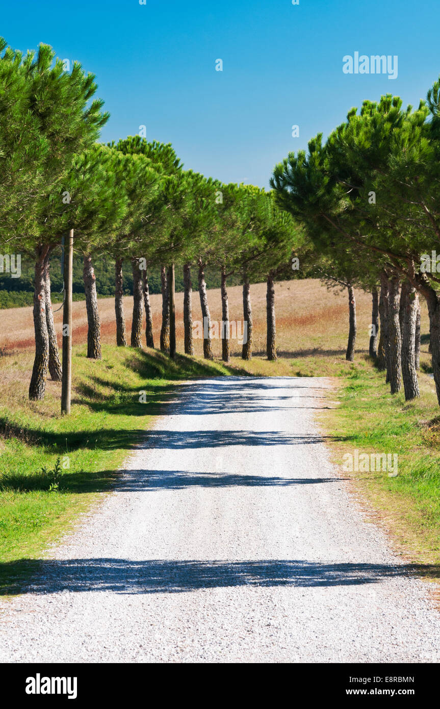 Country road running through tree alley on sunny day Stock Photo - Alamy