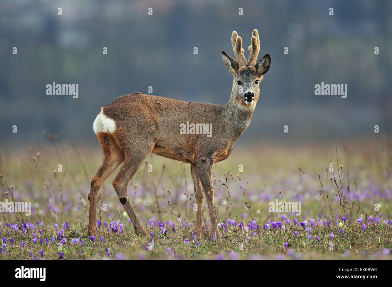Eastern roe deer hi-res stock photography and images - Alamy