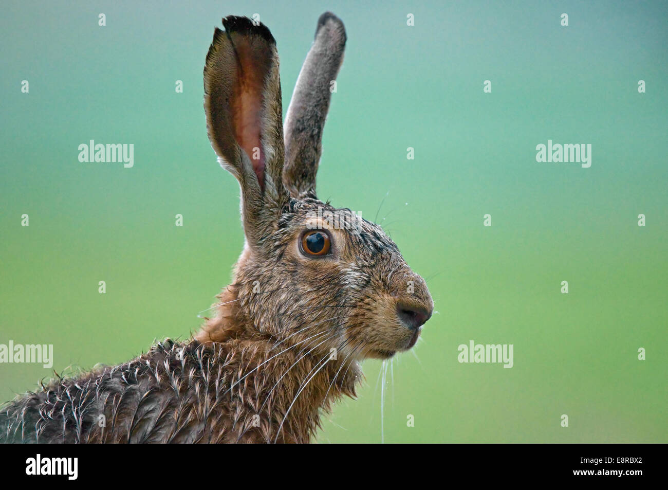 Close up photo of brown hare Stock Photo - Alamy