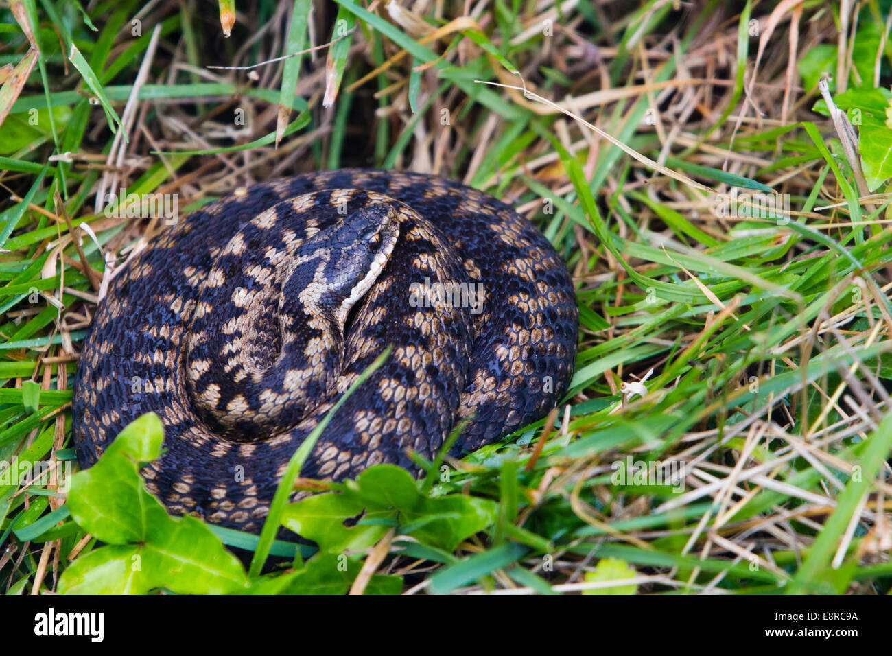 New forest reptile centre new forest hi-res stock photography and ...