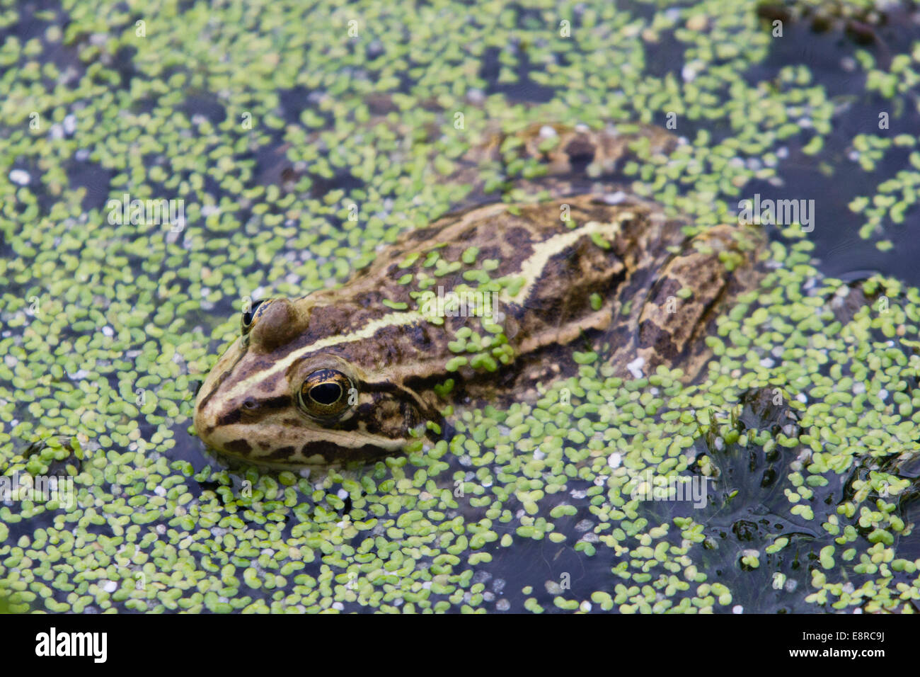 A common frog at the Lyndhurst reptile centre in the New Forest ...