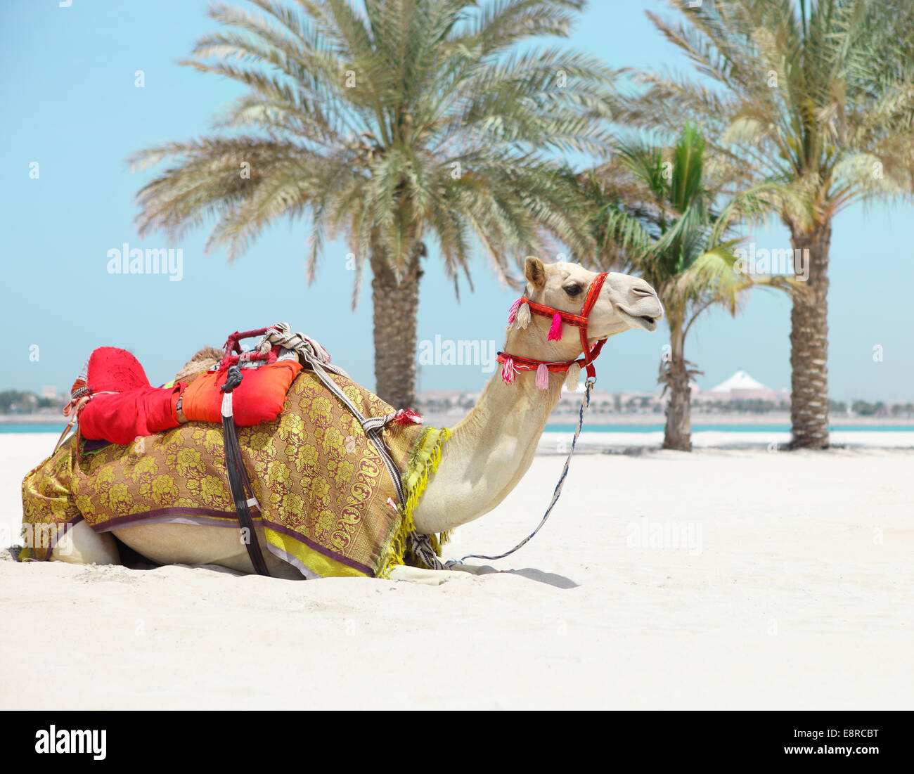 Camel resting in shadow on the beachin a sunny day Stock Photo - Alamy
