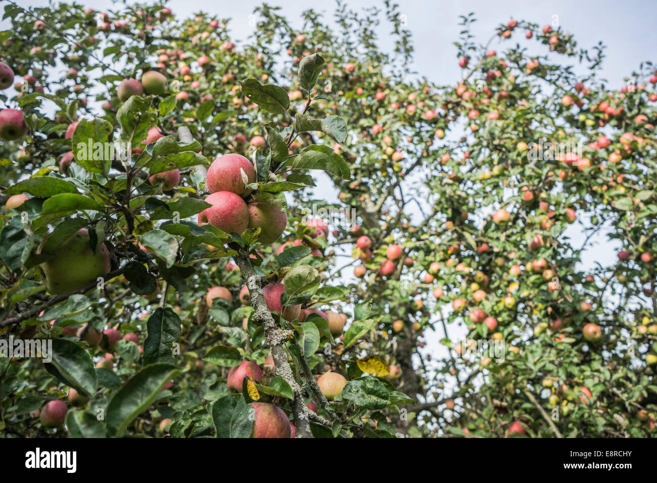 a lot of fresh crispy red apple on a tree Stock Photo - Alamy