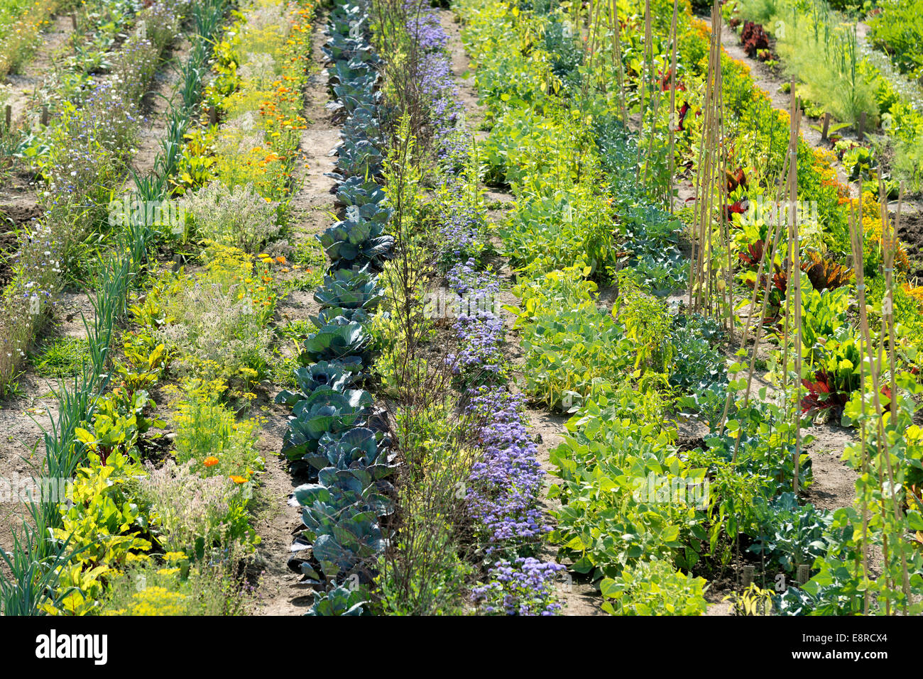 Organic vegetable farming agriculture hi-res stock photography and ...