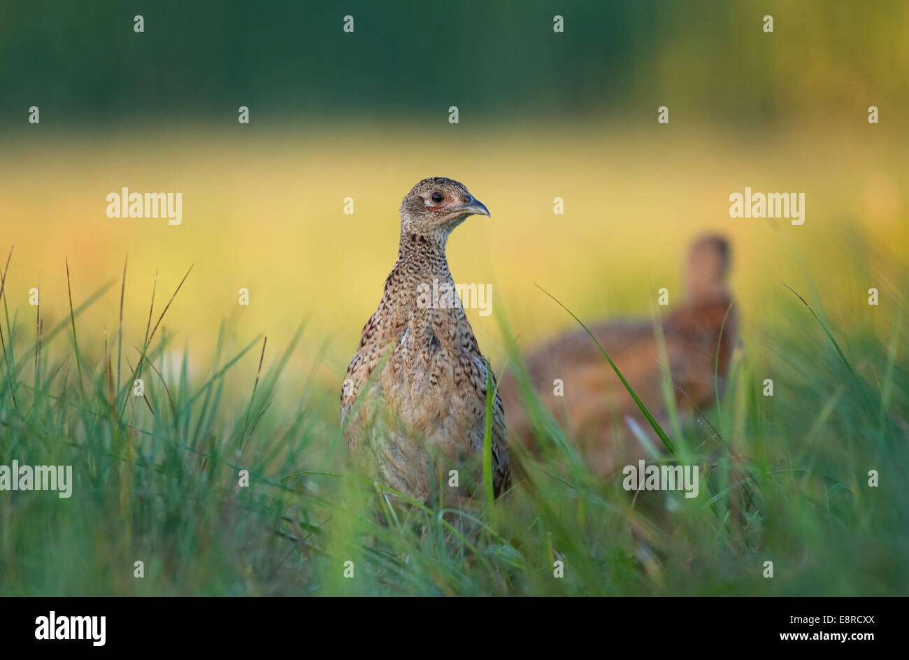 Female pheasant in a grass Stock Photo - Alamy