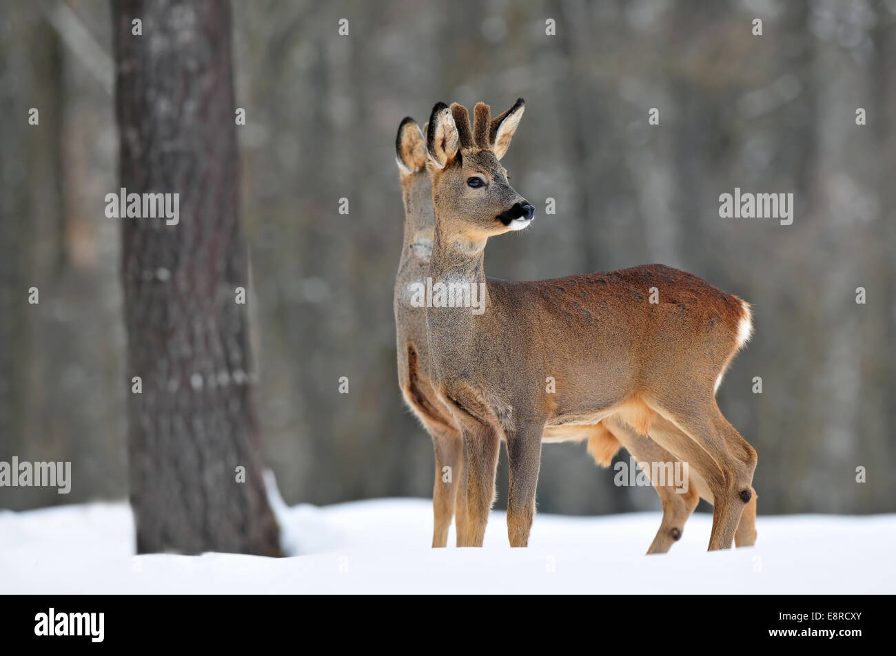 Two roe deer hi-res stock photography and images - Alamy