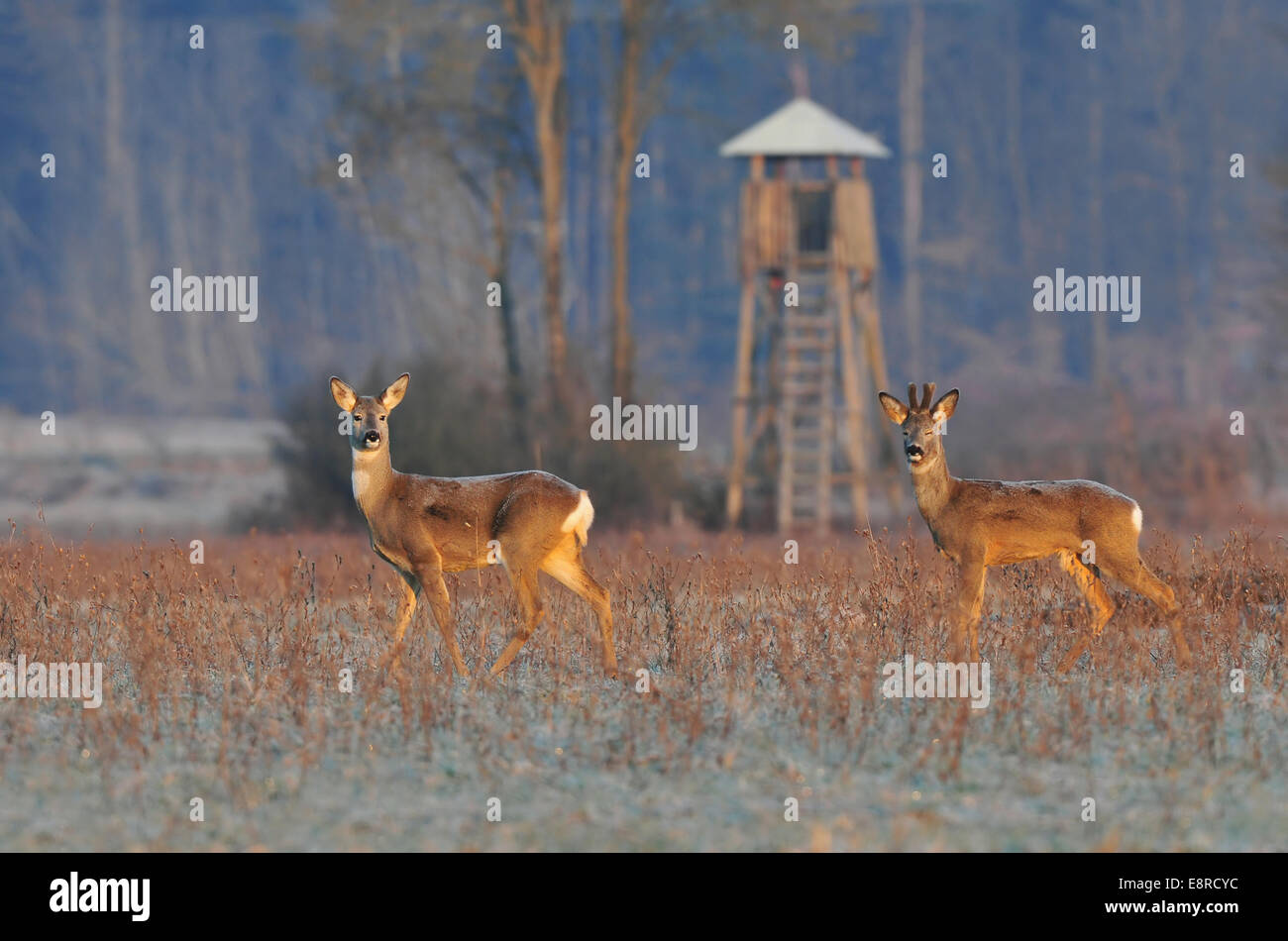 Buck and doe hi-res stock photography and images - Alamy