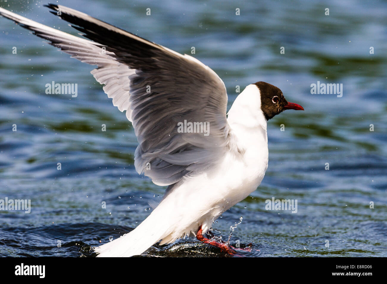 Norway, Stavanger. Black-headed Gull Stock Photo - Alamy