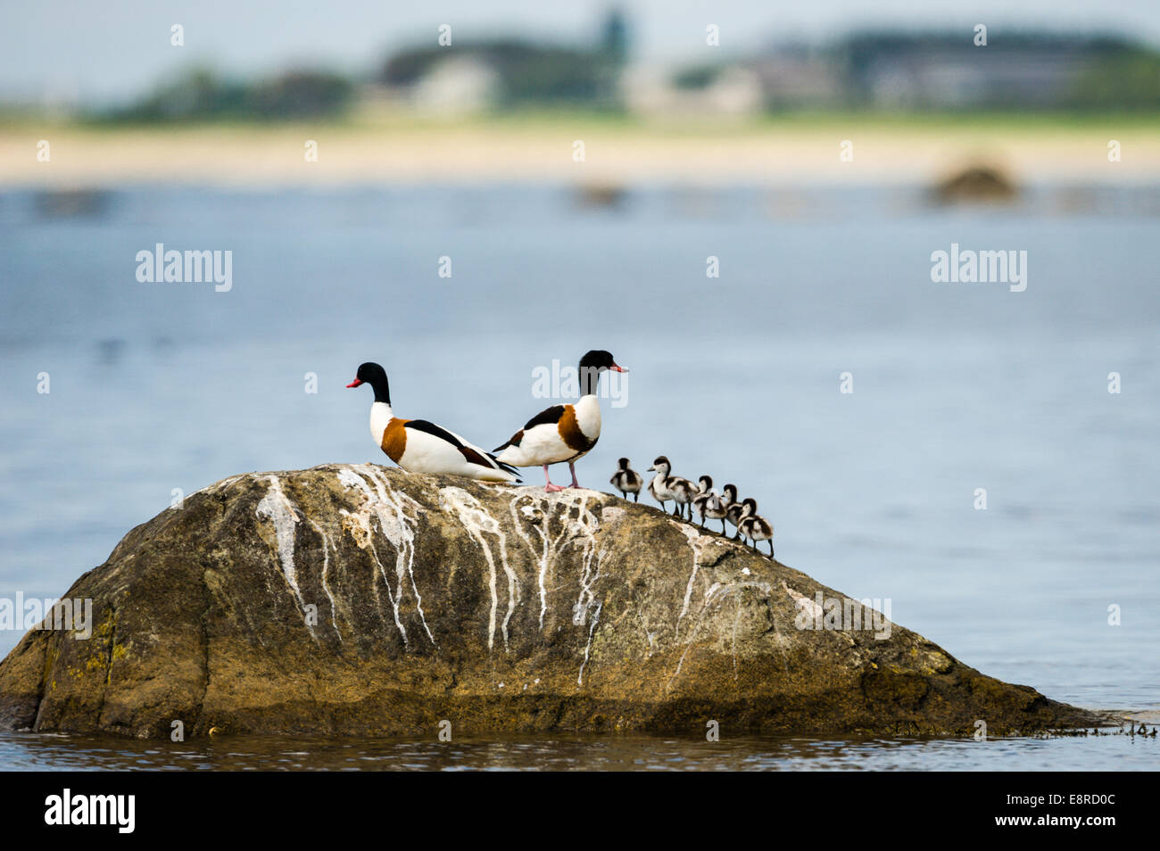 Norway, Håtangen. Common shelduck with ducklings Stock Photo - Alamy