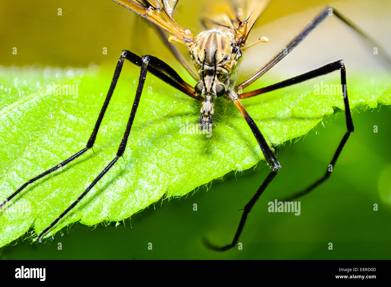 Focus stacked fly hi-res stock photography and images - Alamy