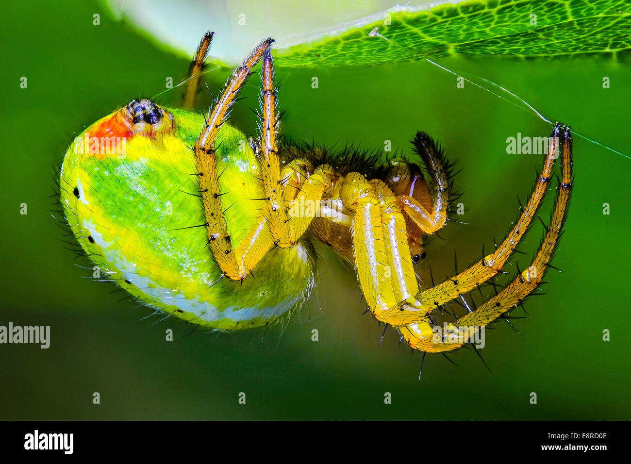 Useing Their Spiders Spinnerets