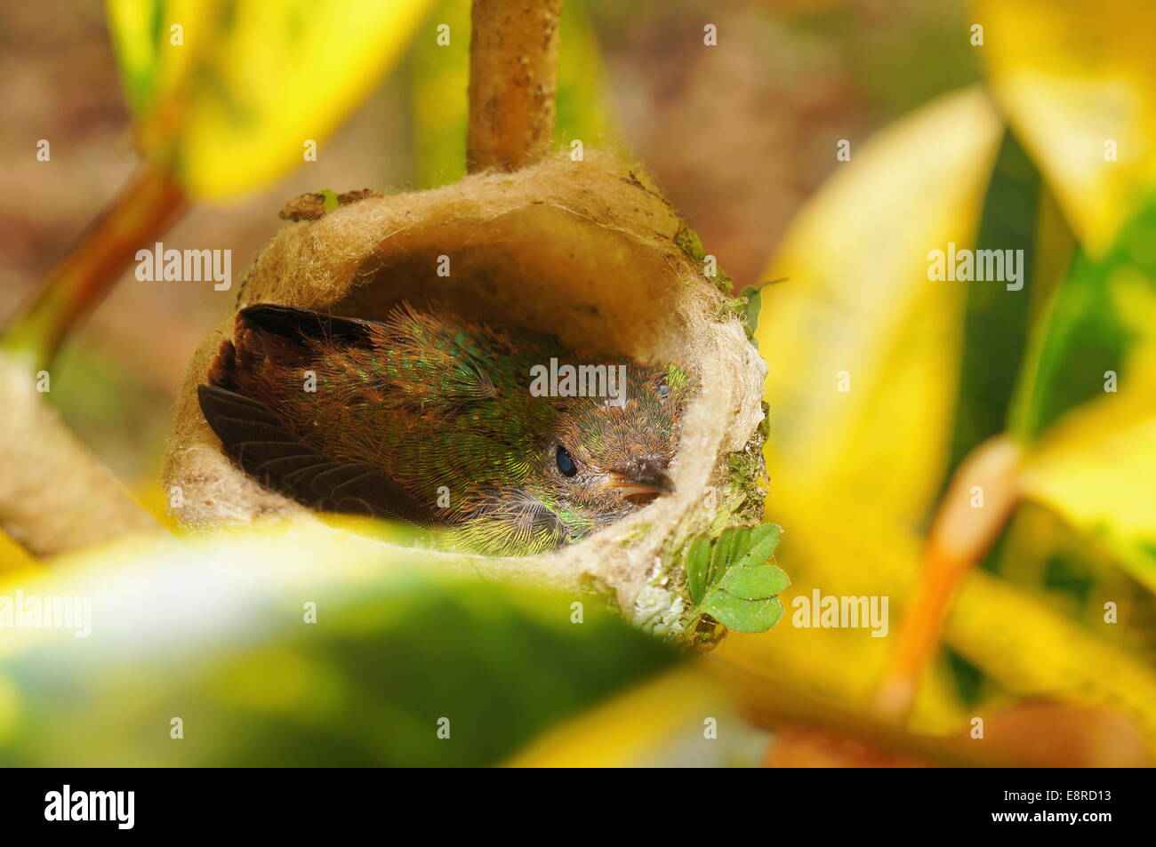 Baby hummingbird of Rufous tailed in nest, Costa Rica, Central America ...