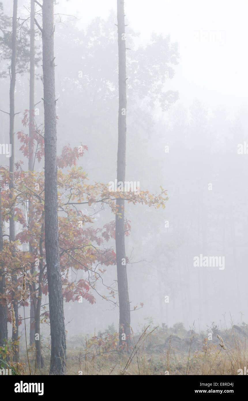 Fall misty morning hi-res stock photography and images - Alamy
