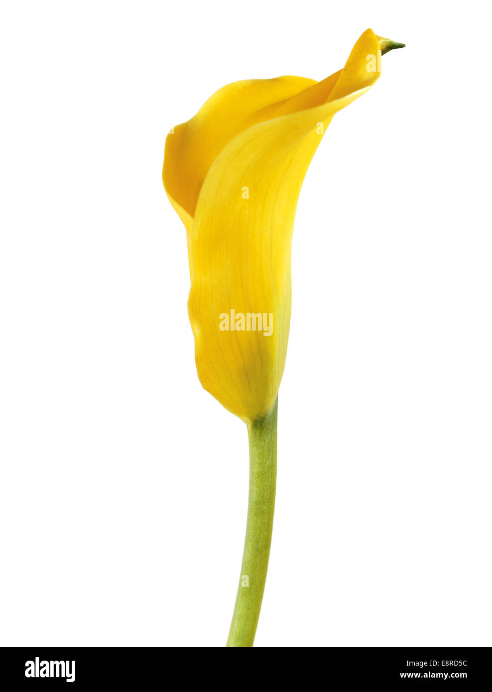 One yellow cala lily isolated on white Stock Photo - Alamy