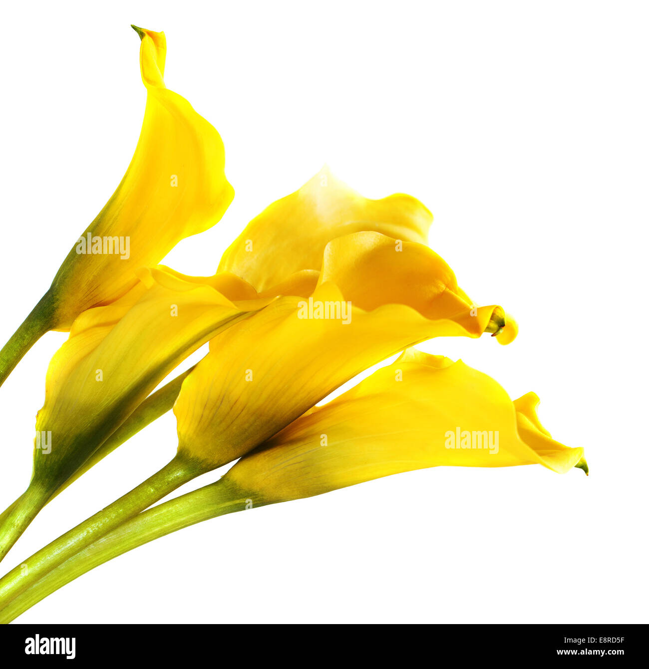 Bunch of yellow cala lilies isolated on white Stock Photo - Alamy