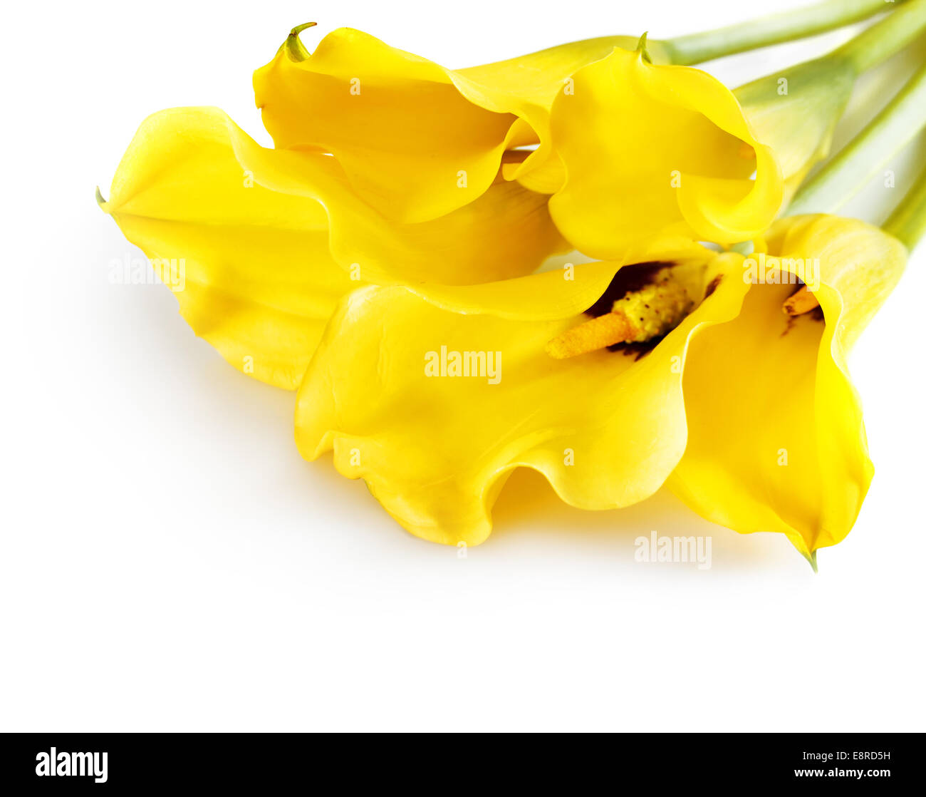 Bunch of yellow cala lilies isolated on white Stock Photo - Alamy