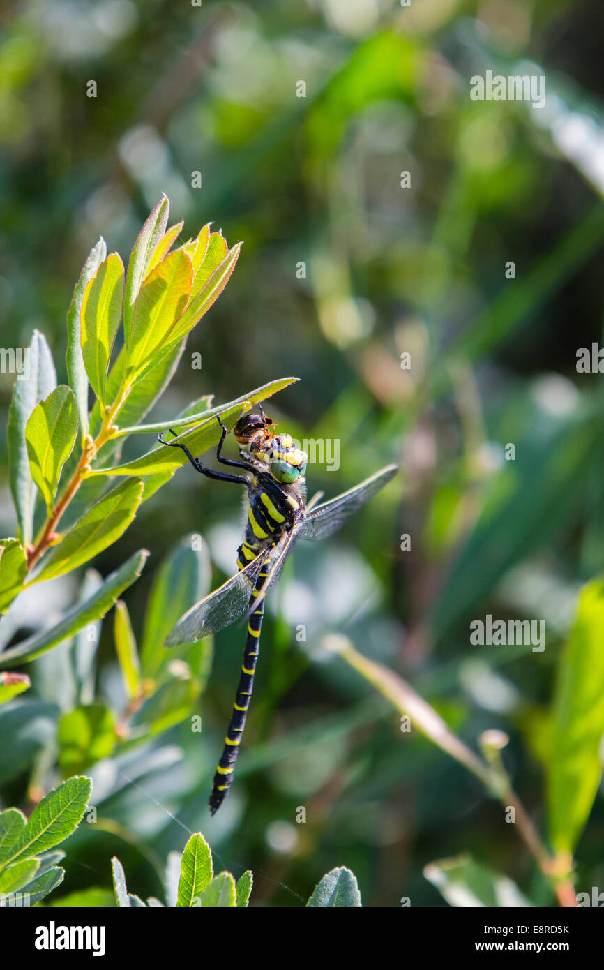 A Golden Ringed Dragonfly eating a bee in the New Forest, Hampshire ...