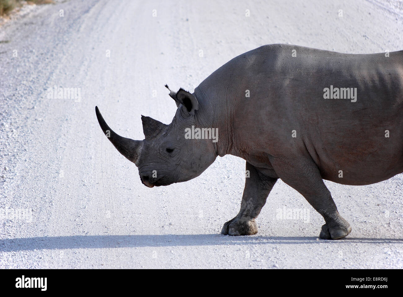 Black rhino crossing the road Stock Photo - Alamy
