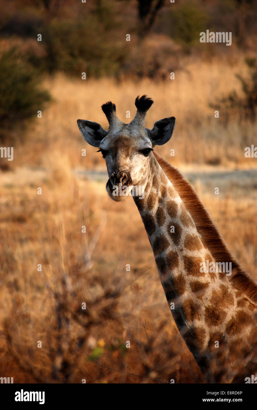 Giraffe giraffa camelopardalis zimbabwe hi-res stock photography and ...