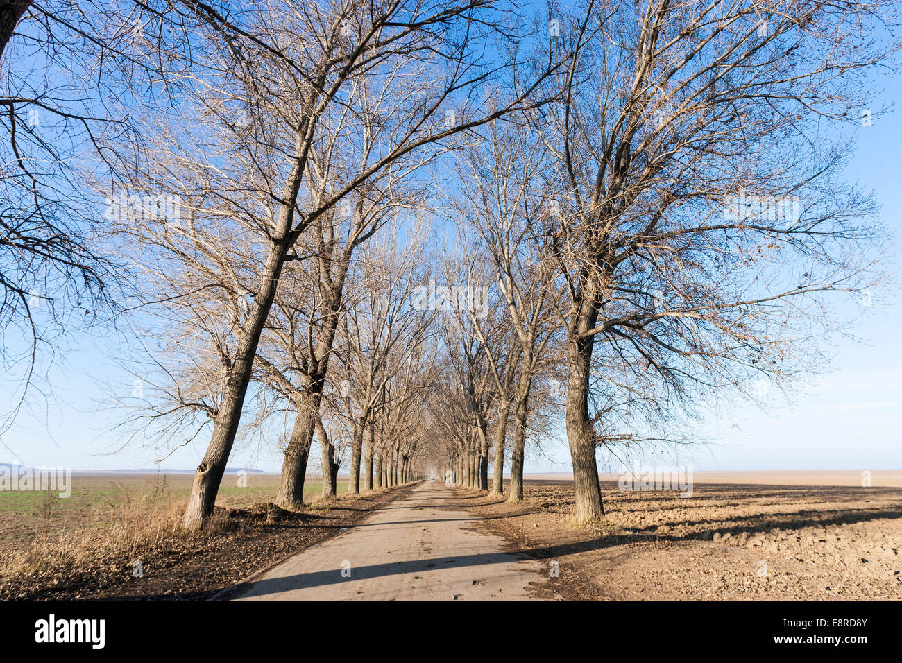 alley and country road in the dobrudja Stock Photo - Alamy