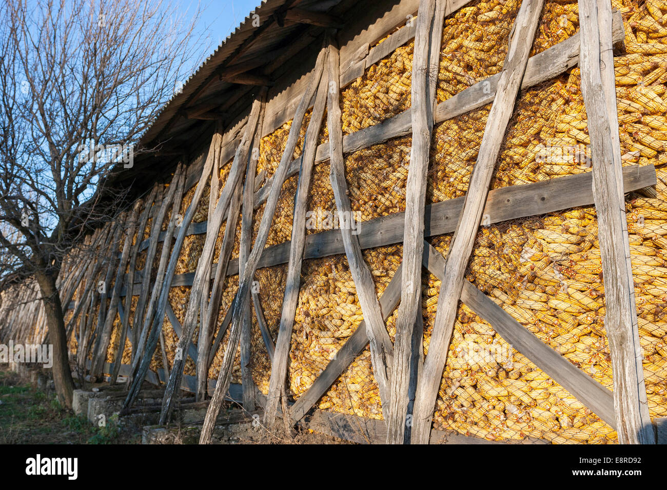 Corn or maize in barn Stock Photo - Alamy