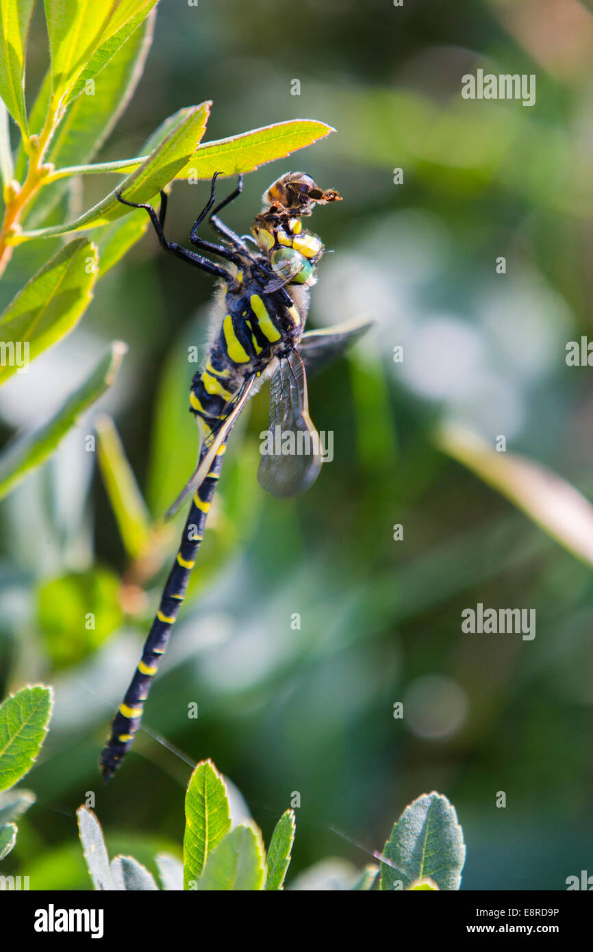 A Golden Ringed Dragonfly eating a bee in the New Forest, Hampshire ...