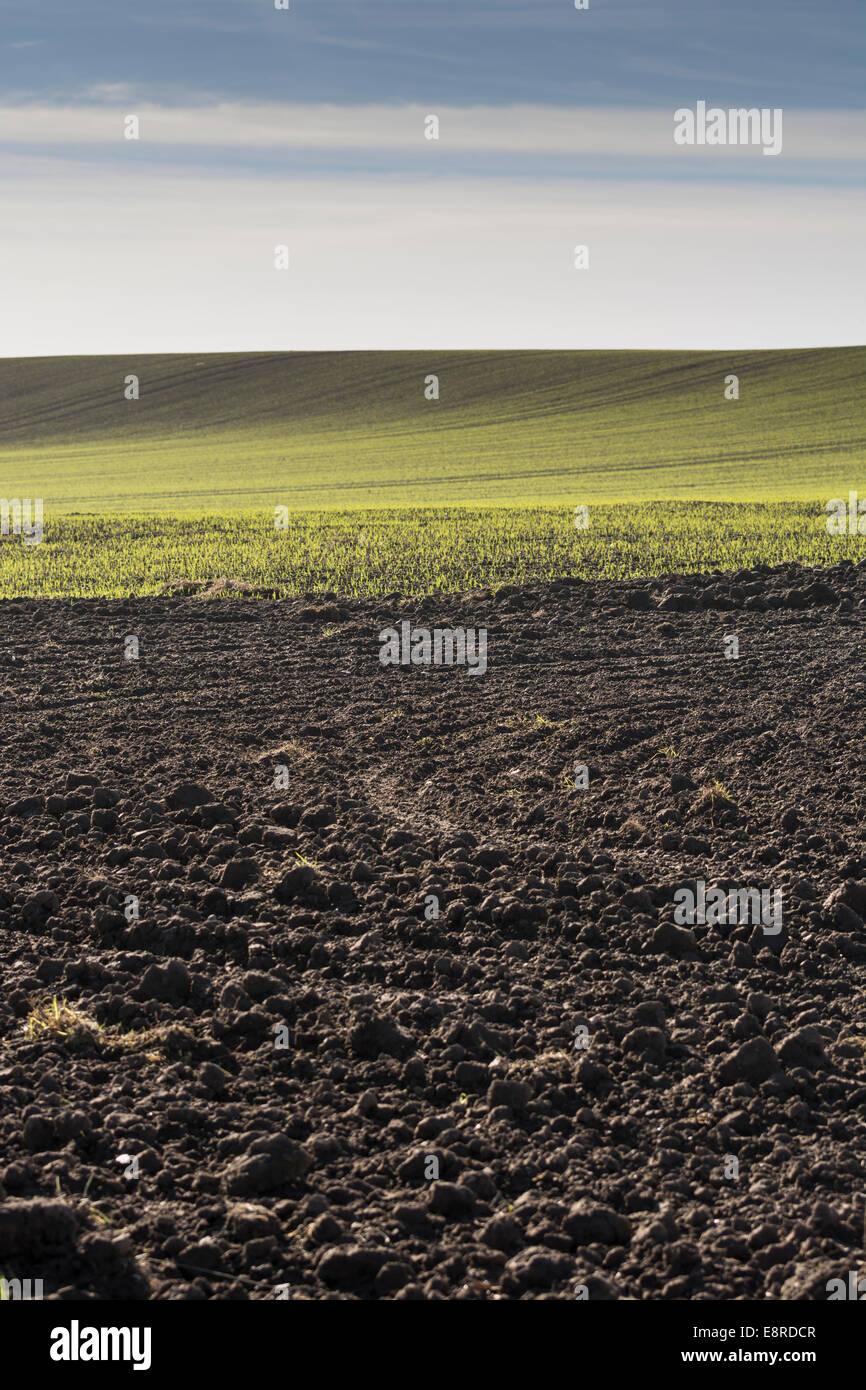 Emerging crops hi-res stock photography and images - Alamy