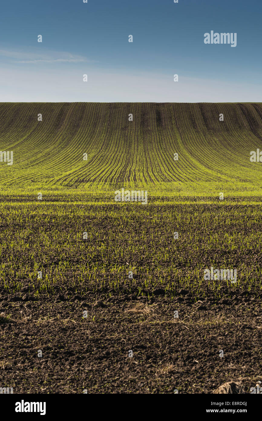 Newly growing crops emerging from the earth against the backdrop of a ...