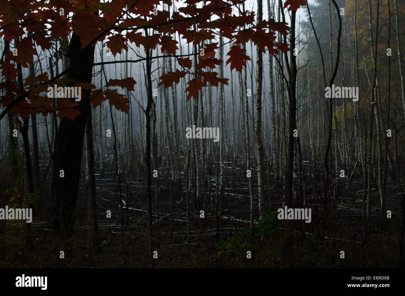 Birch forest night hi-res stock photography and images - Alamy