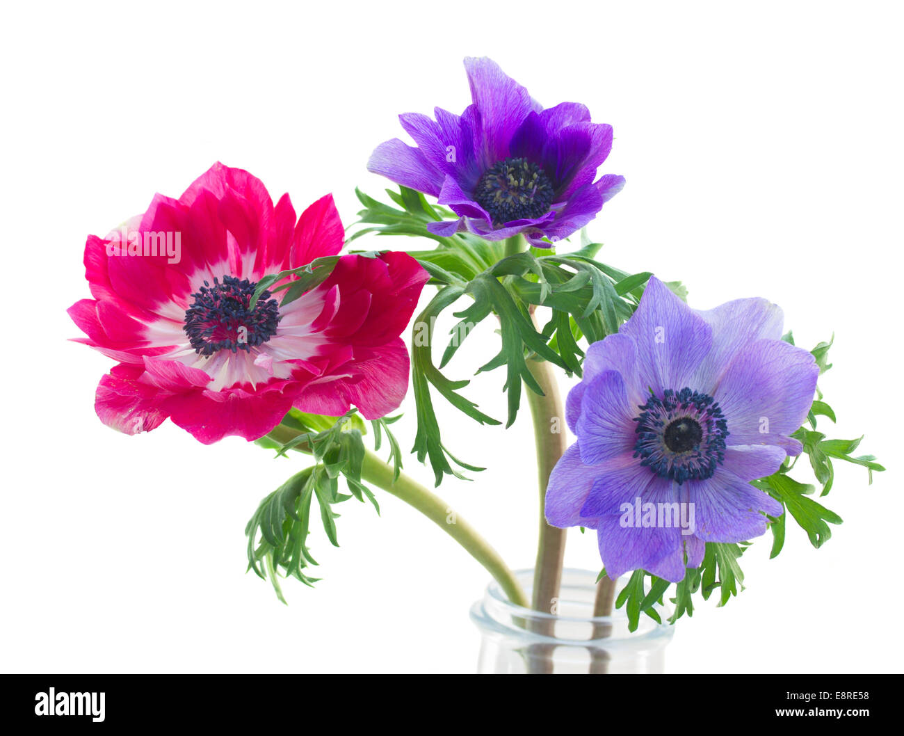 Violet spring anemone flowers Cut Out Stock Images & Pictures - Alamy