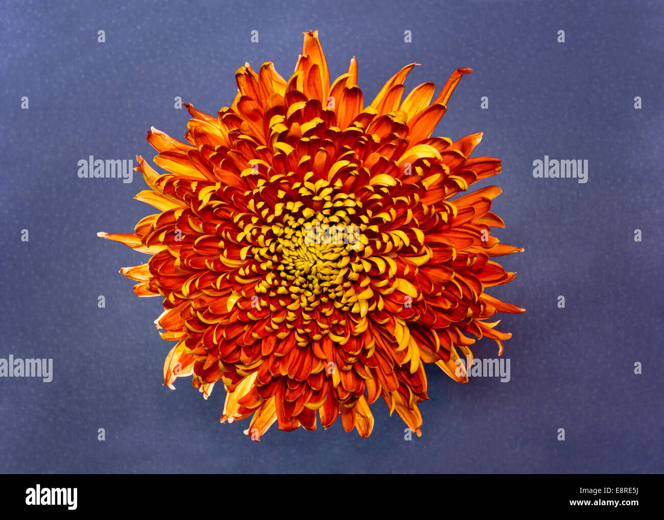 Explosive flower hi-res stock photography and images - Alamy