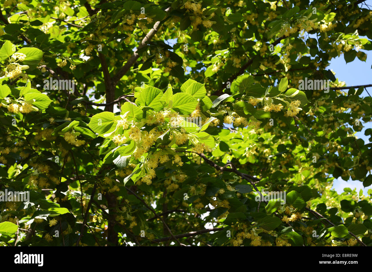 lime tree in blossom Stock Photo - Alamy